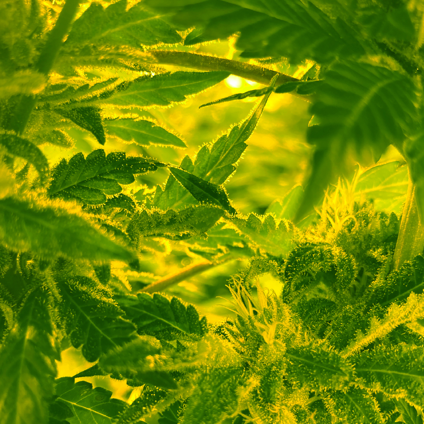 Sweet Dirt: Adult Use Cannabis in Maine